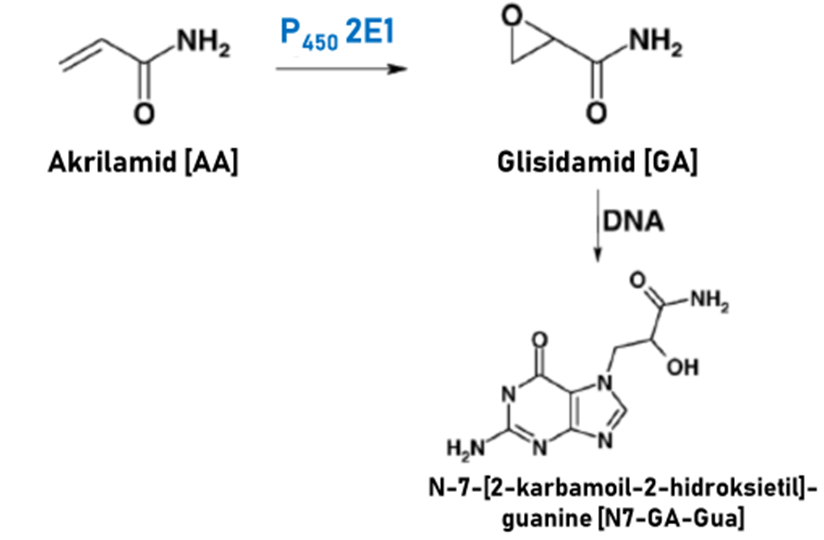 SENYAWA AKRILAMID DALAM SEDUHAN KOPI - Coffee & Cacao Training Center